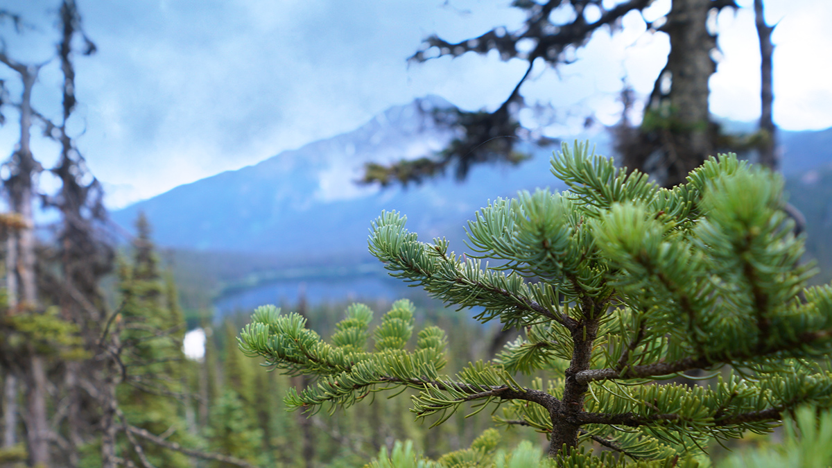 TC Energy — Coastal GasLink